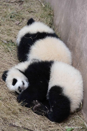 Panda cubs at Chengdu Research Base in SW China - Global Times