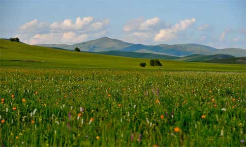 Summer view of Xilingol steppe in N China's Inner Mongolia - Global Times