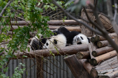 Panda cubs at Chengdu Research Base in SW China - Global Times