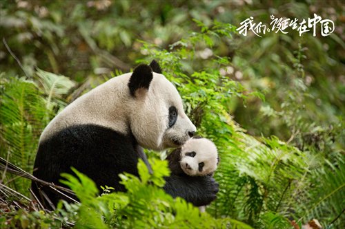 Cameras set in caves, Disneynature film focuses on family relationships ...