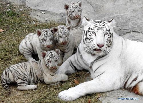 White Tiger Cubs With Mother