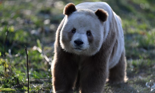 Rare brown and white giant panda Qizai seen at Qinling research base in Xi'an - Global Times