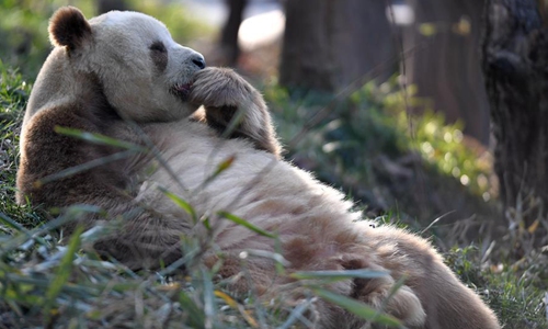 Rare brown and white giant panda Qizai seen at Qinling research base in Xi'an - Global Times
