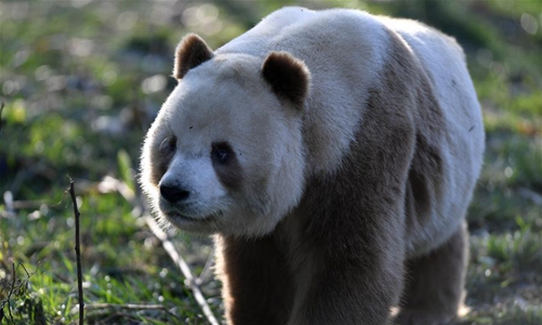 Rare brown and white giant panda Qizai seen at Qinling research base in Xi'an - Global Times