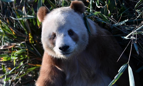 Rare brown and white giant panda Qizai seen at Qinling research base in Xi'an - Global Times