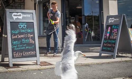 Shoo bird! - Global Times