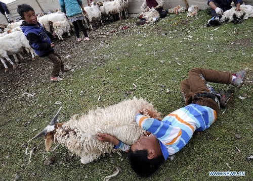 Wool harvesting period in Tibet - Global Times