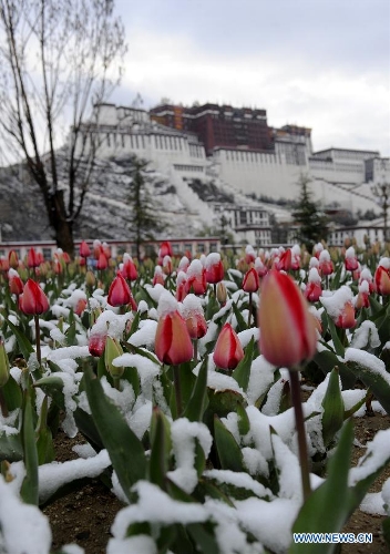 Lhasa sees big snowfall in Spring - Global Times