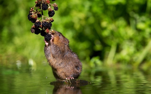 Cute water rat having feast - Global Times