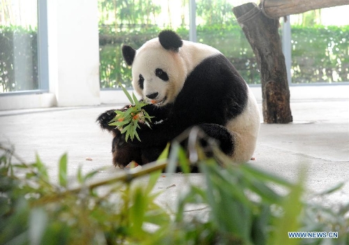 Suzhou zoo marks 2nd anniversary of pandas' arrival - Global Times