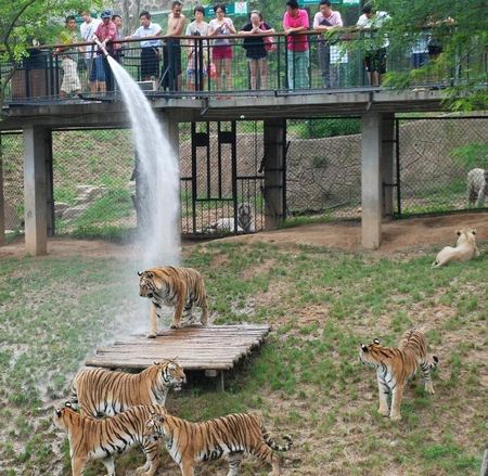 Zoo animals relieve summer heat in NE China - Global Times