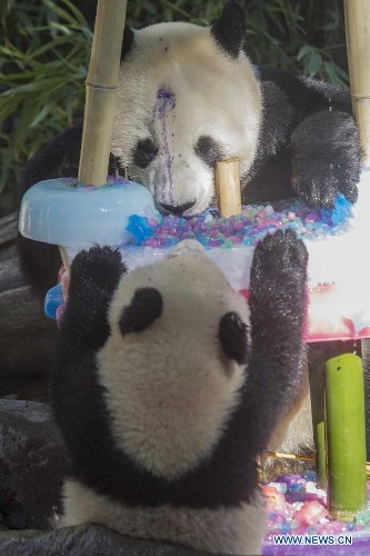 Giant panda "Bai Yun" celebrates 22nd birthday in US zoo - Global Times