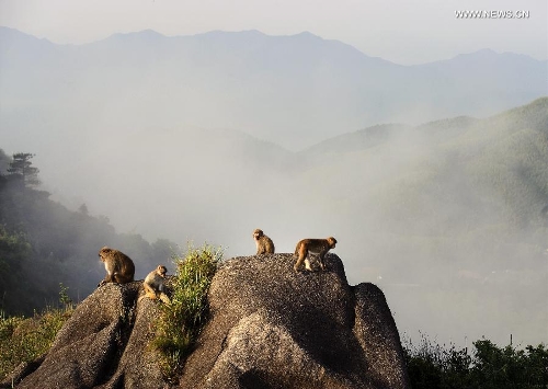 Meihua Mountain Nature Reserve in SE China - Global Times