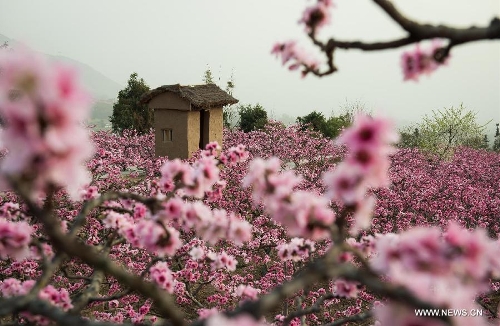 Peach flowers blossom in SW China's Shuangxi Township - Global Times