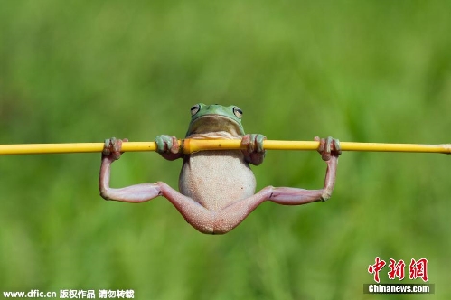Fighting of two frogs - Global Times