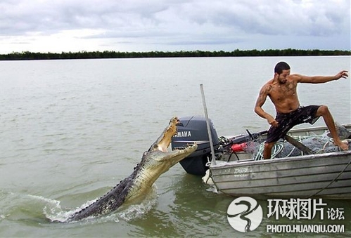 Jaw-dropping moment of killer crocodiles - Global Times