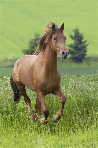 Mane course - Global Times