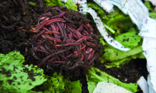 The worminator - Global Times