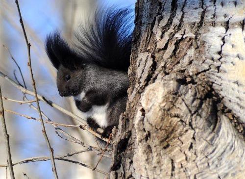 Grey squirrel plays at botanical garden in Heihe, NE China - Global Times