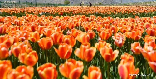 Tulip flowers blossom in China's Tibet - Global Times