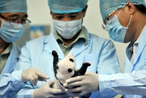 First panda cub born in south China has physical examination - Global Times