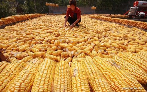 Corns harvested in China's Shandong Province - Global Times