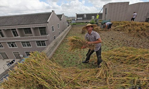 Rice fields on rooftops: A thing of the future? - Global Times
