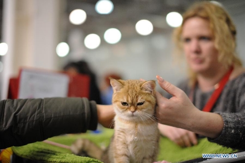 Grand-prix Royal Canin Int'l Cat Show held in Moscow - Global Times