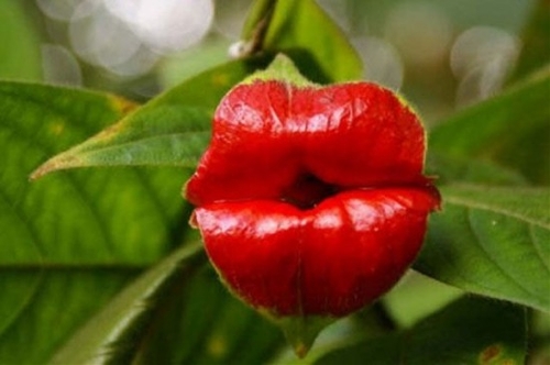 Give me a kiss: world's most kissable flower - Global Times