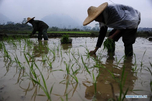 Beginning of summer rice growing in S China - Global Times