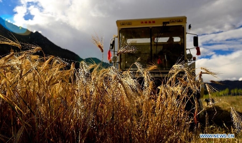 Tibet expected to witness bumper harvest - Global Times