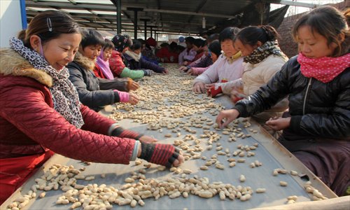 Peanut harvest - Global Times