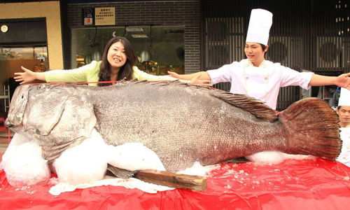 Catch of the day: giant grouper makes splash in Guangdong - Global Times
