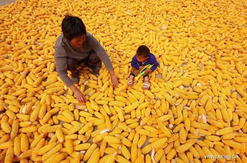 Corns harvested in China's Shandong Province - Global Times