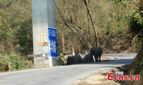 Police stops elephant intrusion in Yunnan - Global Times