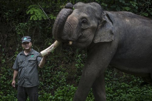 Elephants kick drug habit - Global Times