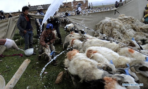 Wool harvesting period in Tibet - Global Times