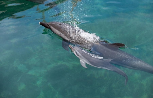 Trained dolphin gives birth to her baby in S China - Global Times