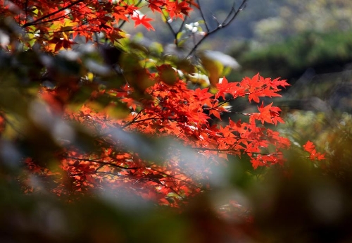 Red autumnal leaves at China's Huangshan Mountain - Global Times