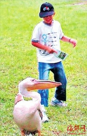 Nature park settles after pelican bites toddler’s head - Global Times