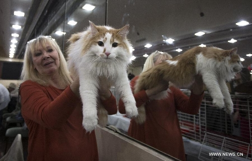 Over 100 cats exhibited in "Expo Cats" - Global Times