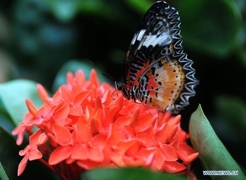 Rare butterflies show held in China's Changsha - Global Times