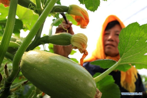 Spring farming season starts in Shandong - Global Times