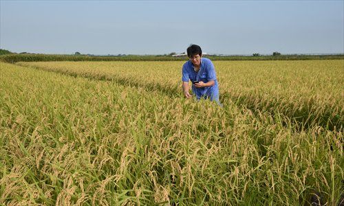 Japan's tiny rice plots go sour - Global Times