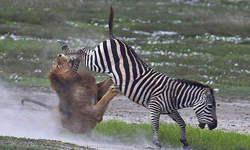 Shocking! PK between fierce animals - Global Times