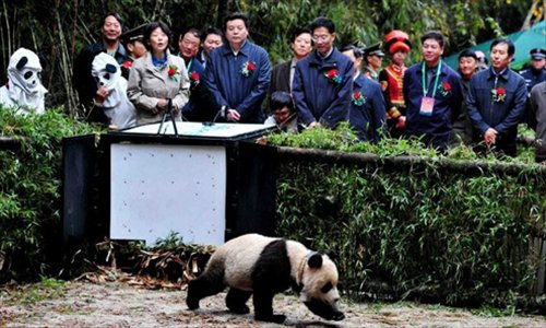 Giant panda Tao Tao released wild - Global Times