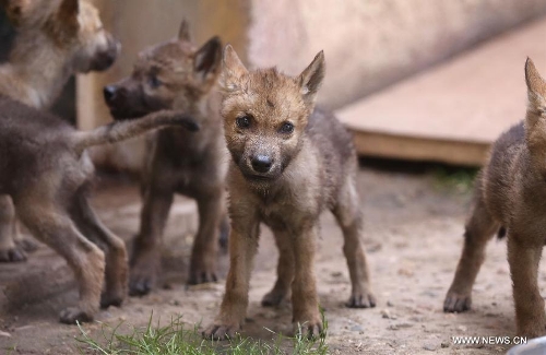 Wolf cubs meet with visitors in Shenyang - Global Times