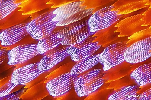 China's first nature image record released - Global Times