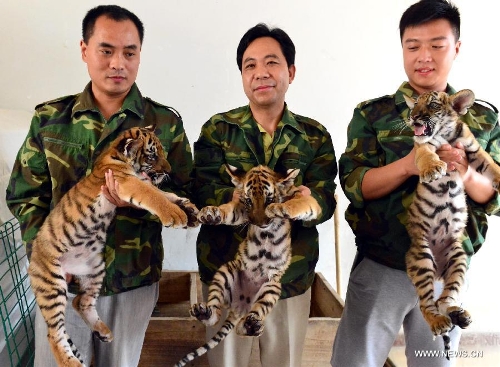 Three South China tiger cubs born in Luoyang park - Global Times