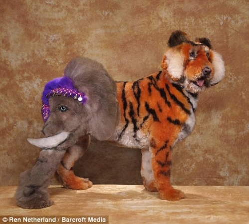 Extreme dog grooming contests. Who is the winner? - Global Times